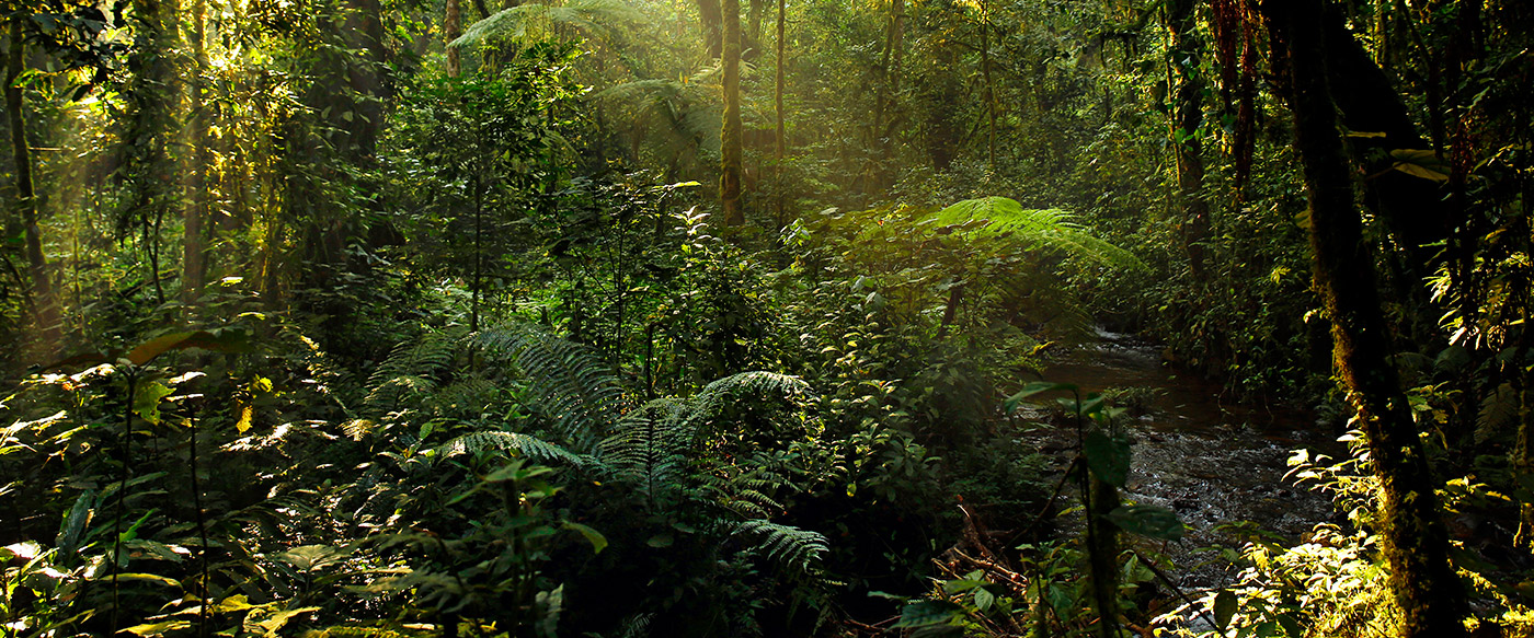 Jungle Travel | Hideaway Report