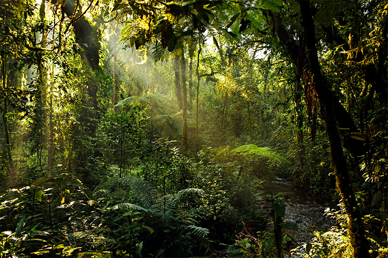 Jungle Travel | Hideaway Report