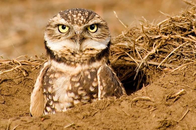 The Endangered Burrowing Owls of British Columbia's Okanagan Valley The Endangered Burrowing Owls of British Columbia's Okanagan Valley